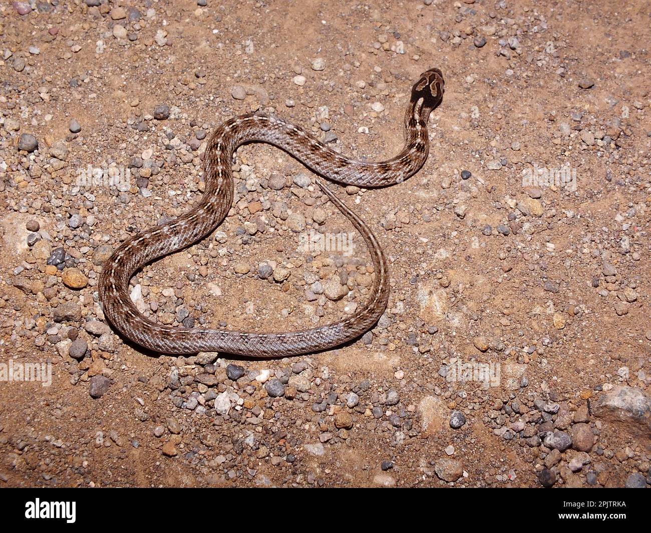 Streaked Kukri Snake (Oligodon taeniolatus), satara maharashtra india ...