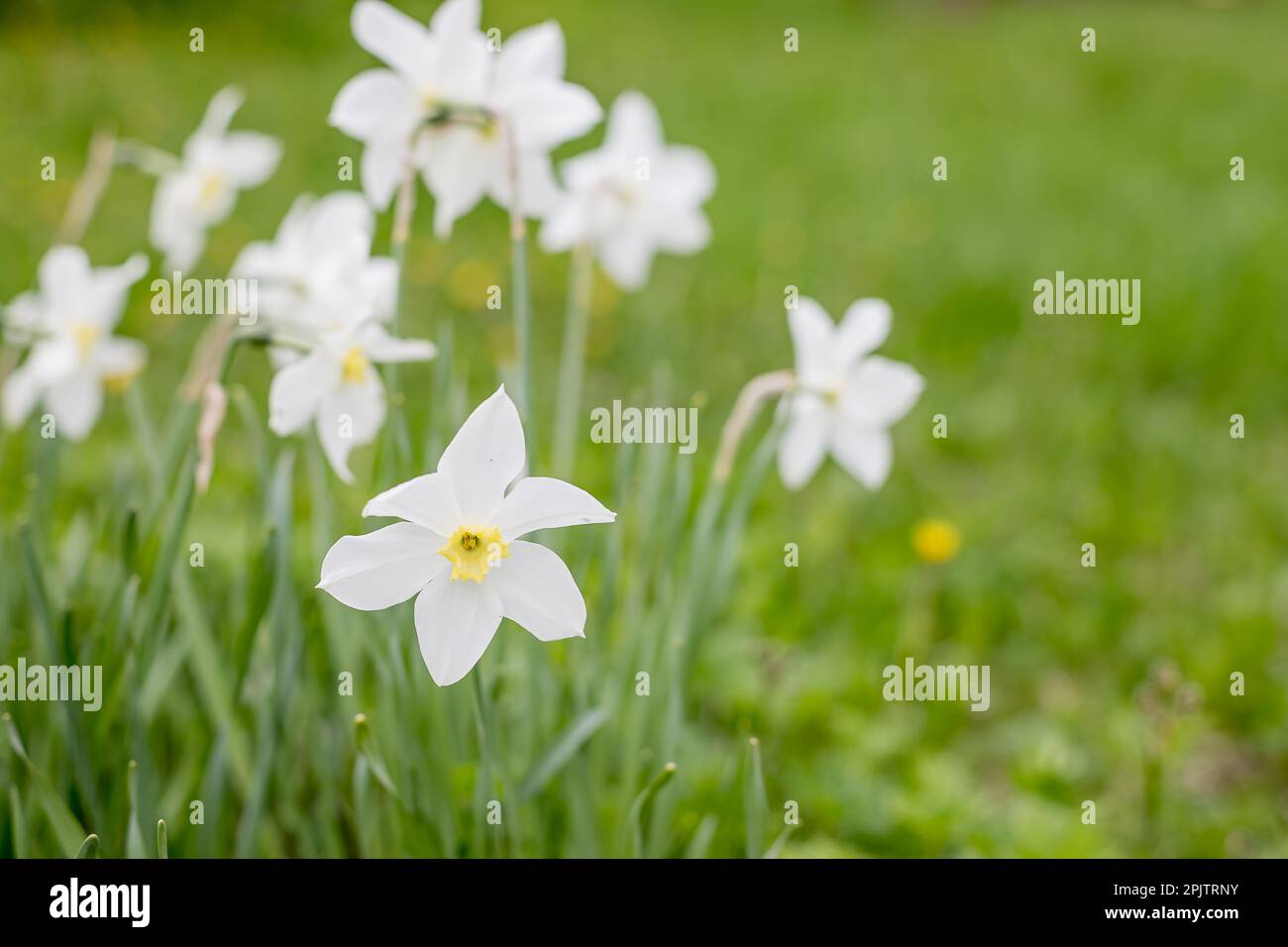 Daffodil flower Pheasant's Eye, Poeticus Narcissus, a classic white ...