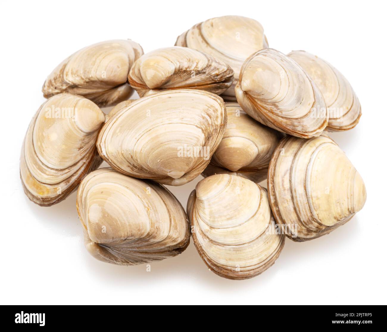 Edible raw clams isolated on white background. Delicacy food Stock ...