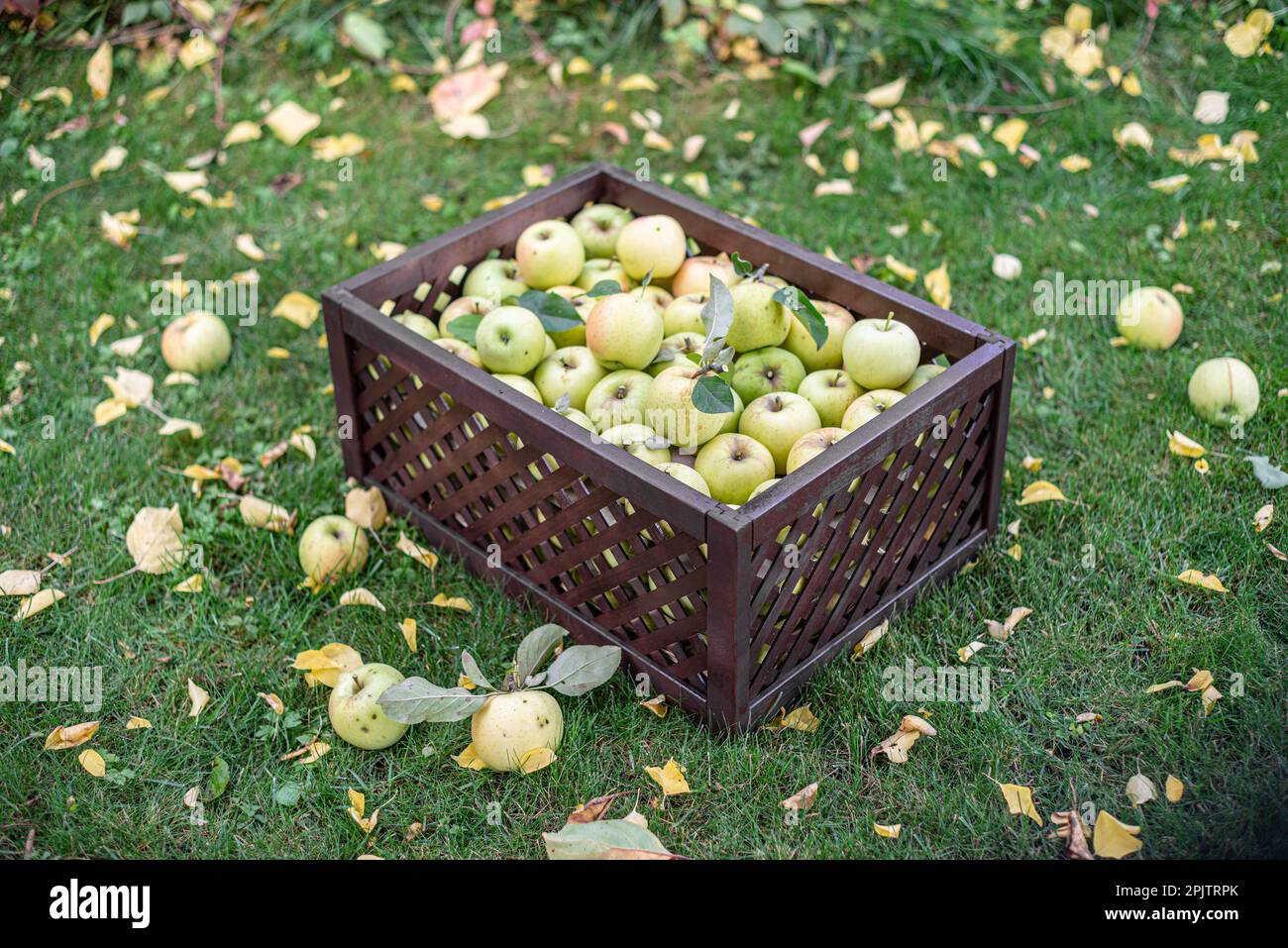 Ripe apples in the wooden boxes. Organic fruit harvesting in the autumn ...