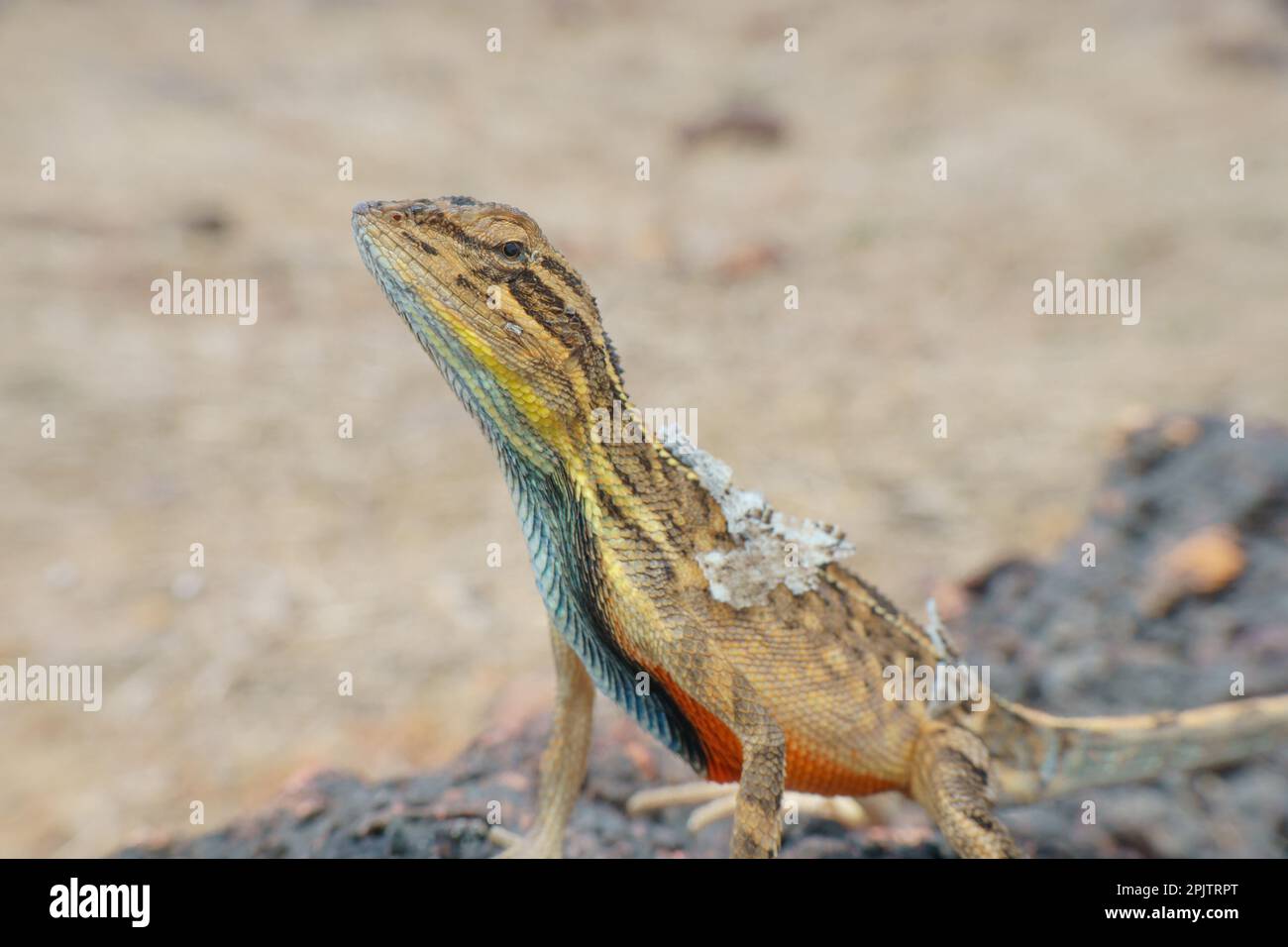 Superb fan throated lizard (sarada Suparba) endemic to western ghats ...