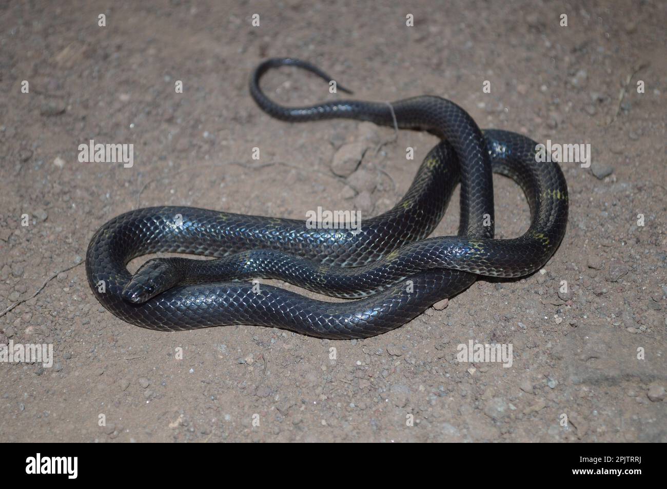 Travncore Wolf snake (Lycodon travancoricus) endemic to southwestern ...