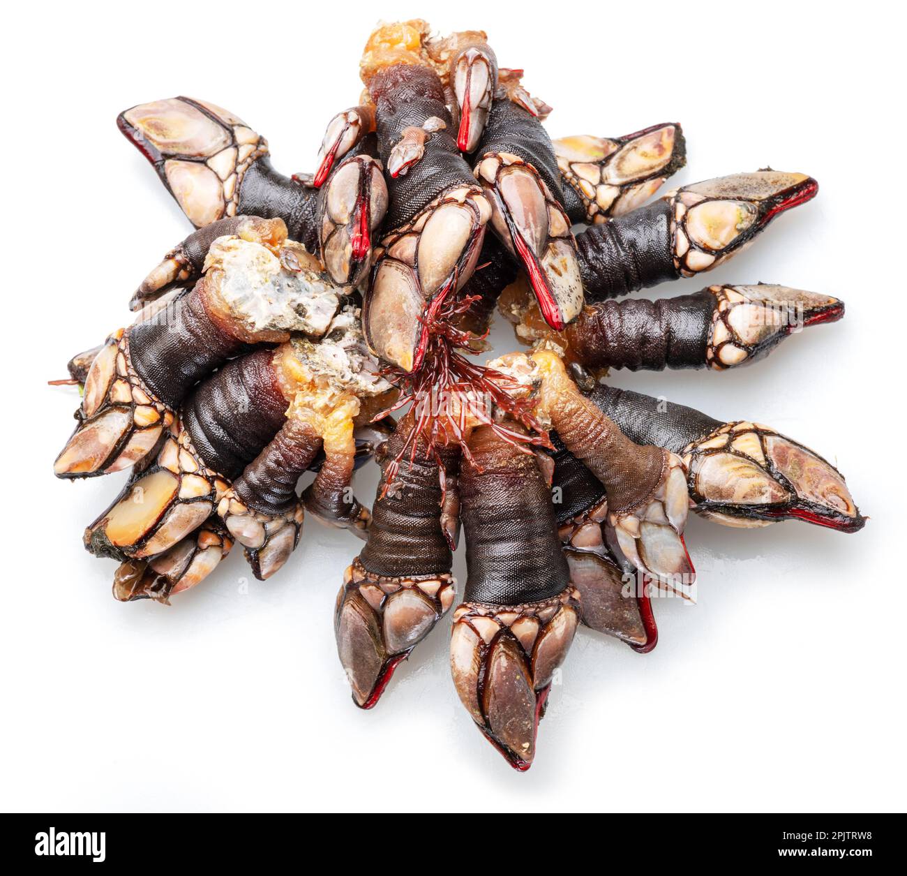 Raw goose barnacles isolated on white background. Delicacy food Stock ...