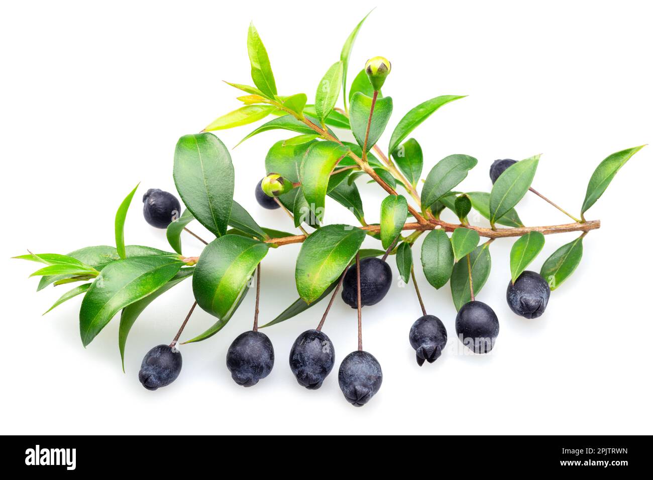 Myrtle branch with leaves and berries isolated on white background ...