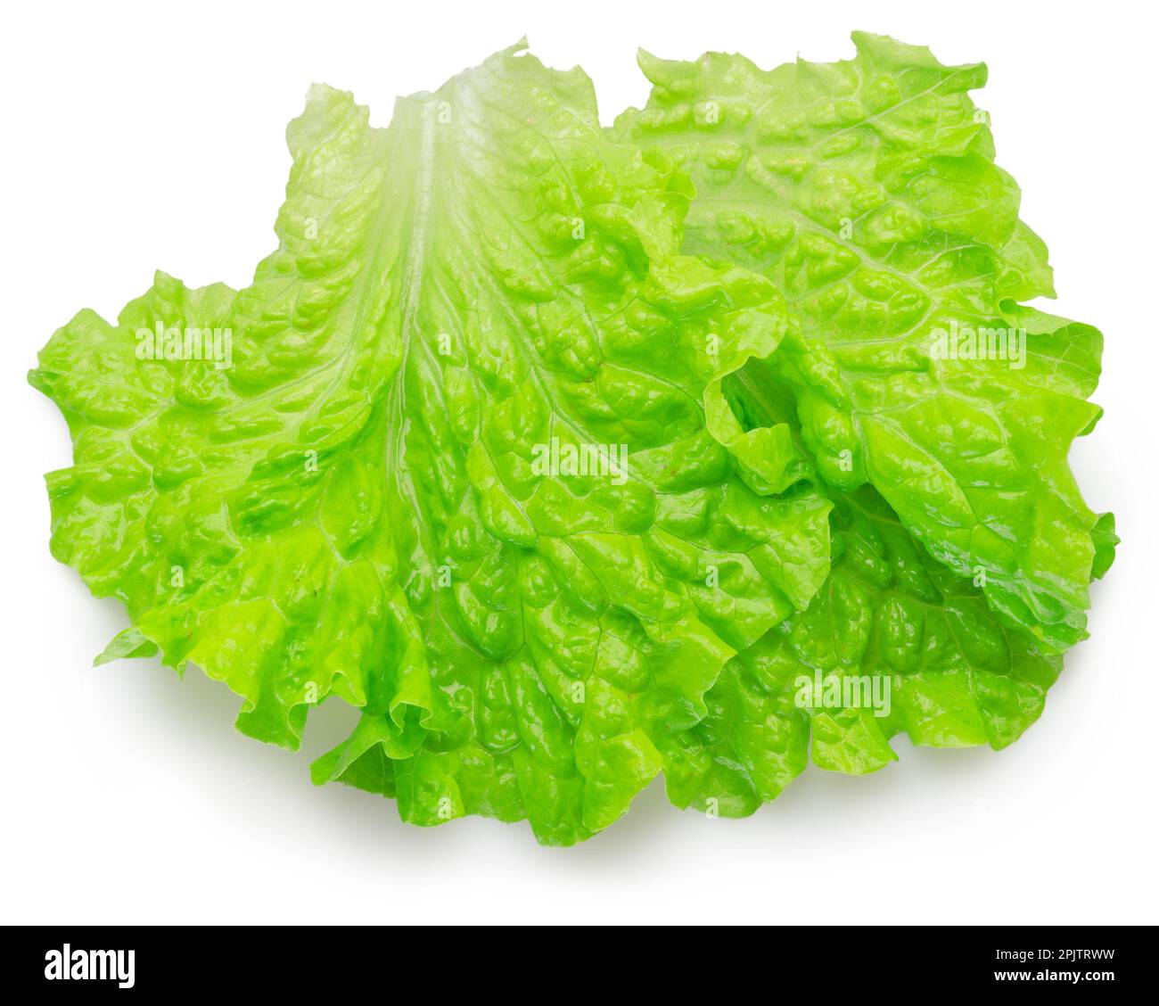 Fresh lettuce leaf hi-res stock photography and images - Alamy