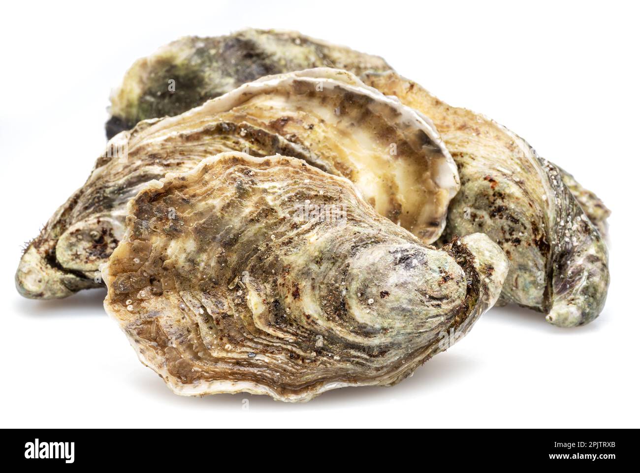 Fresh open oysters on Cut Out Stock Images & Pictures - Alamy