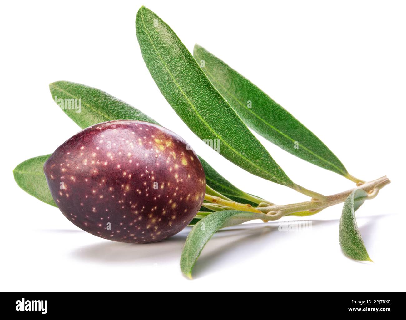 Fresh olive berry on olive twig isolated on white background Stock ...