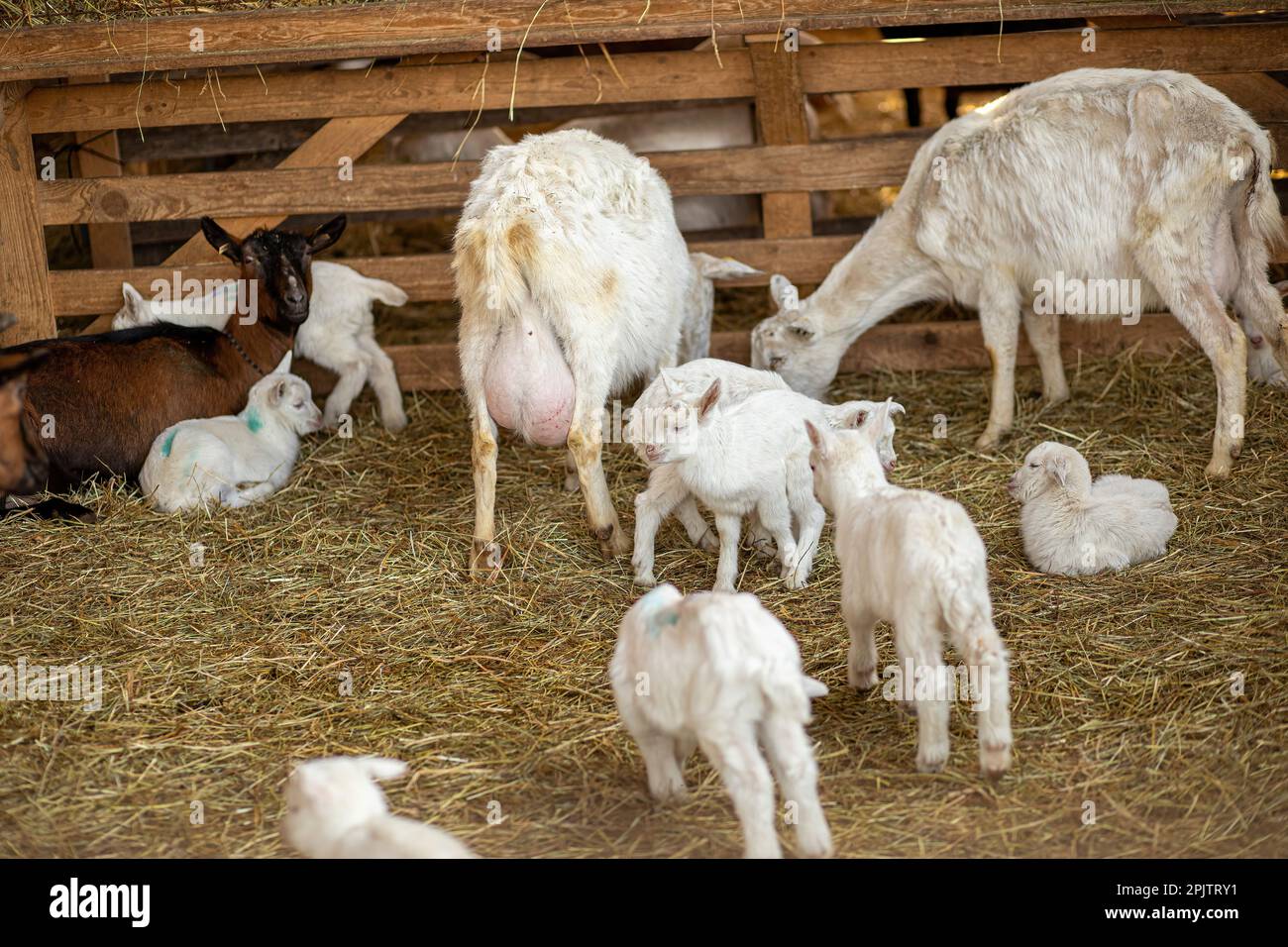 Goat herd on hi-res stock photography and images - Alamy