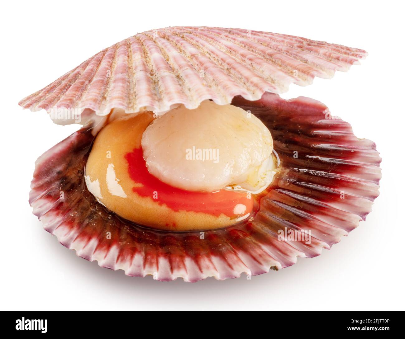 Fresh live opened scallop with scallop roe or coral close up. File ...