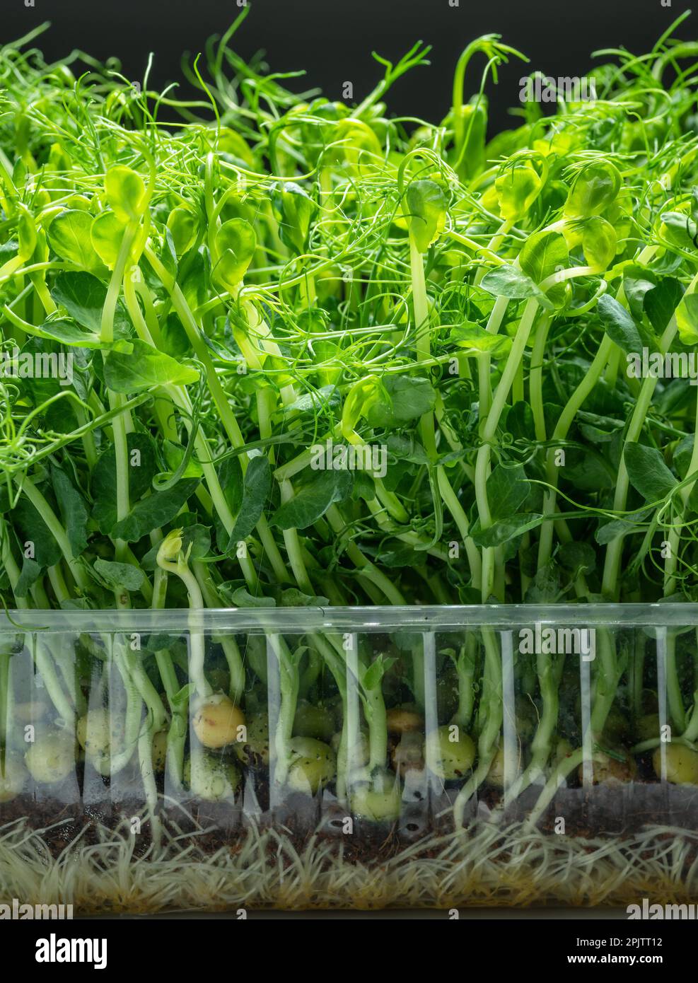 Sprouted seeds of pea isolated on black background. Microgreens as a ...