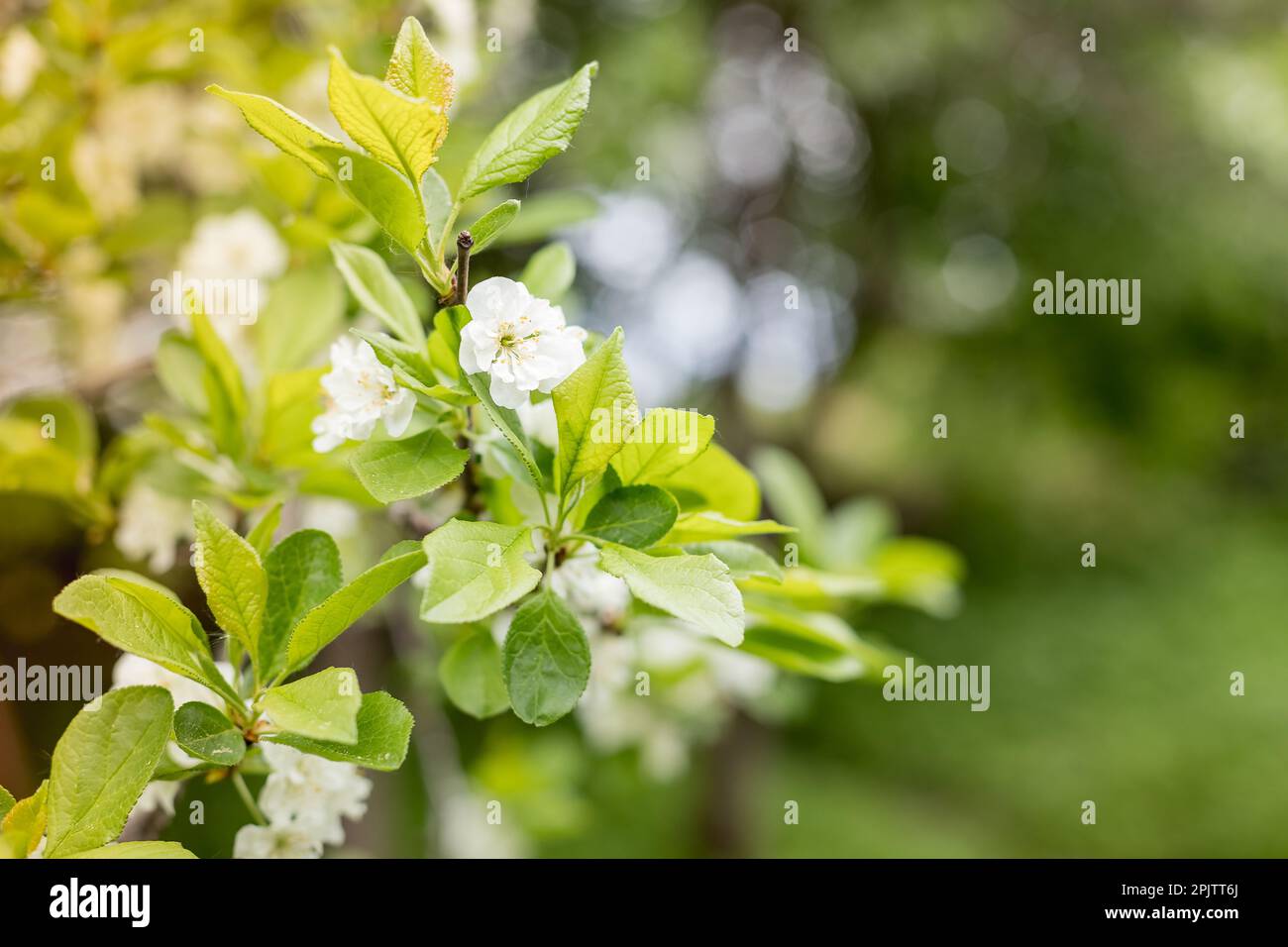 Branch with white flowers of plum tree. branches of a plum tree ,Prunus ...