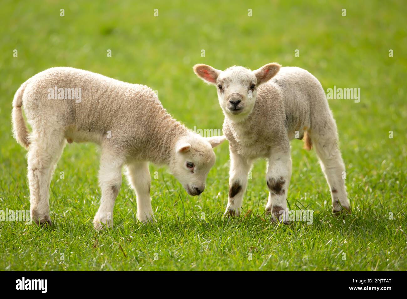 Close-up of two, cute, newborn twin lambs in Springtime, facing forward ...