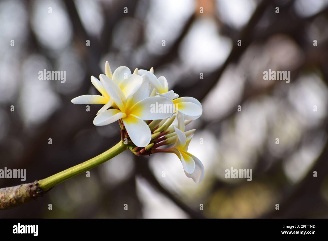 A closeup image of a white plumeria alba flower cluster, with the ...