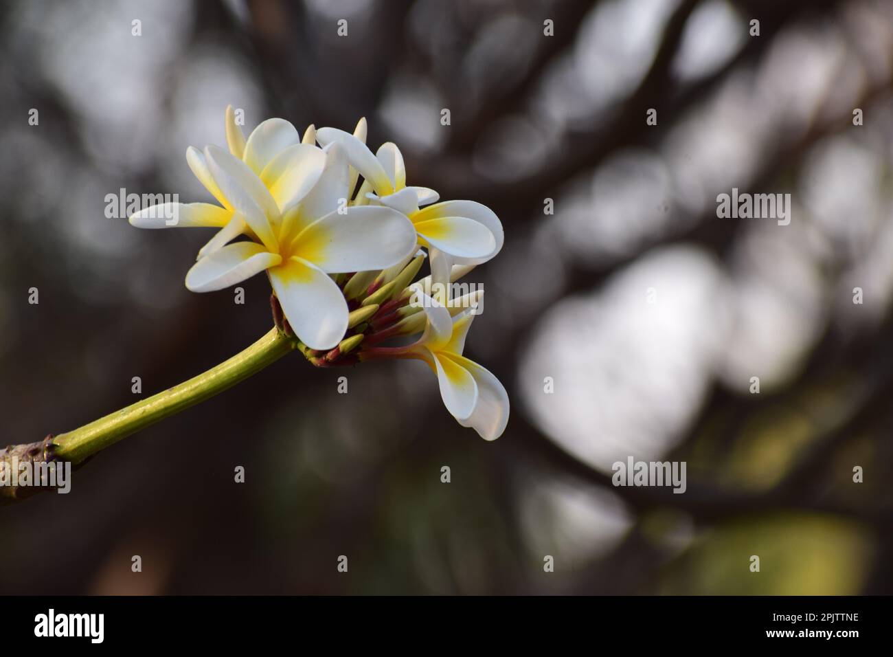 A closeup image of a white plumeria alba flower cluster, with the ...