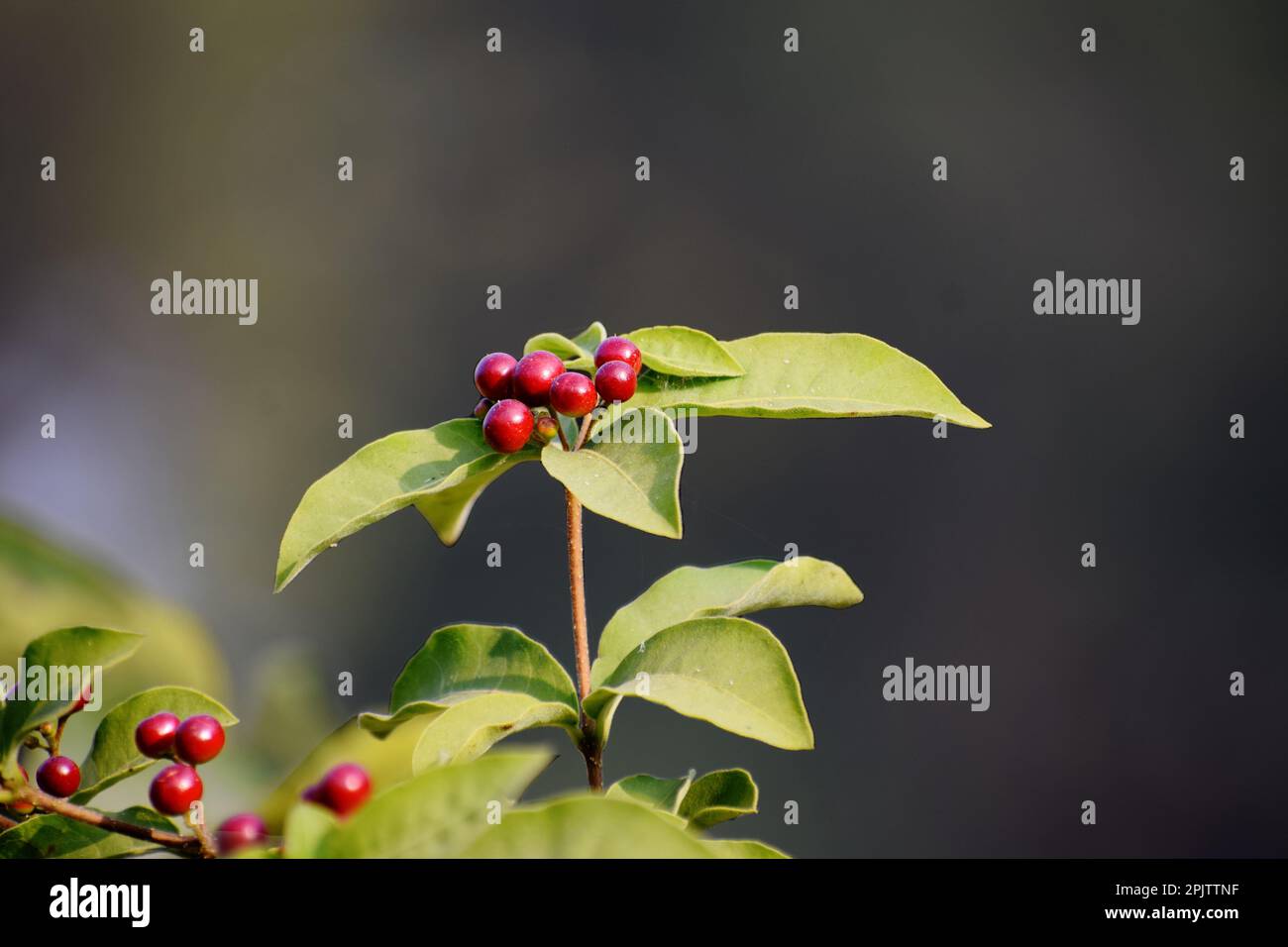 Freshly ripened small red berries growing on the lush greenery of a ...