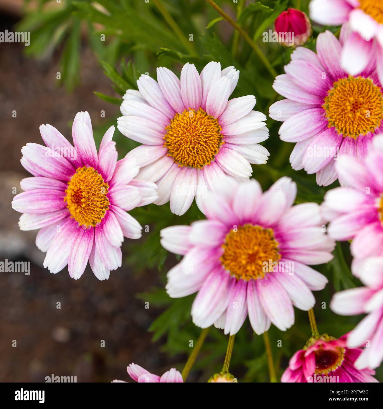 Pink marguerite daisy flower, Argyranthemum frutescens Stock Photo - Alamy