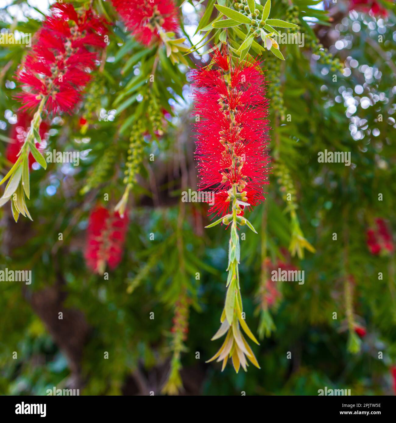 Callistemon is a genus of shrubs in the family Myrtaceae. Flora of ...