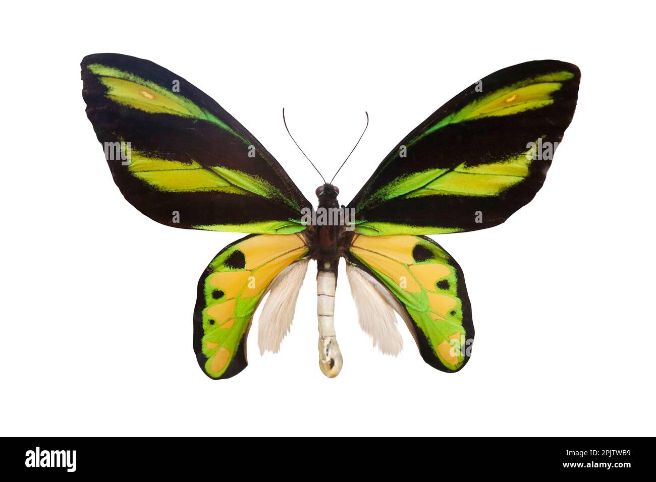 ornithoptera , butterfly isolated on white background Stock Photo - Alamy