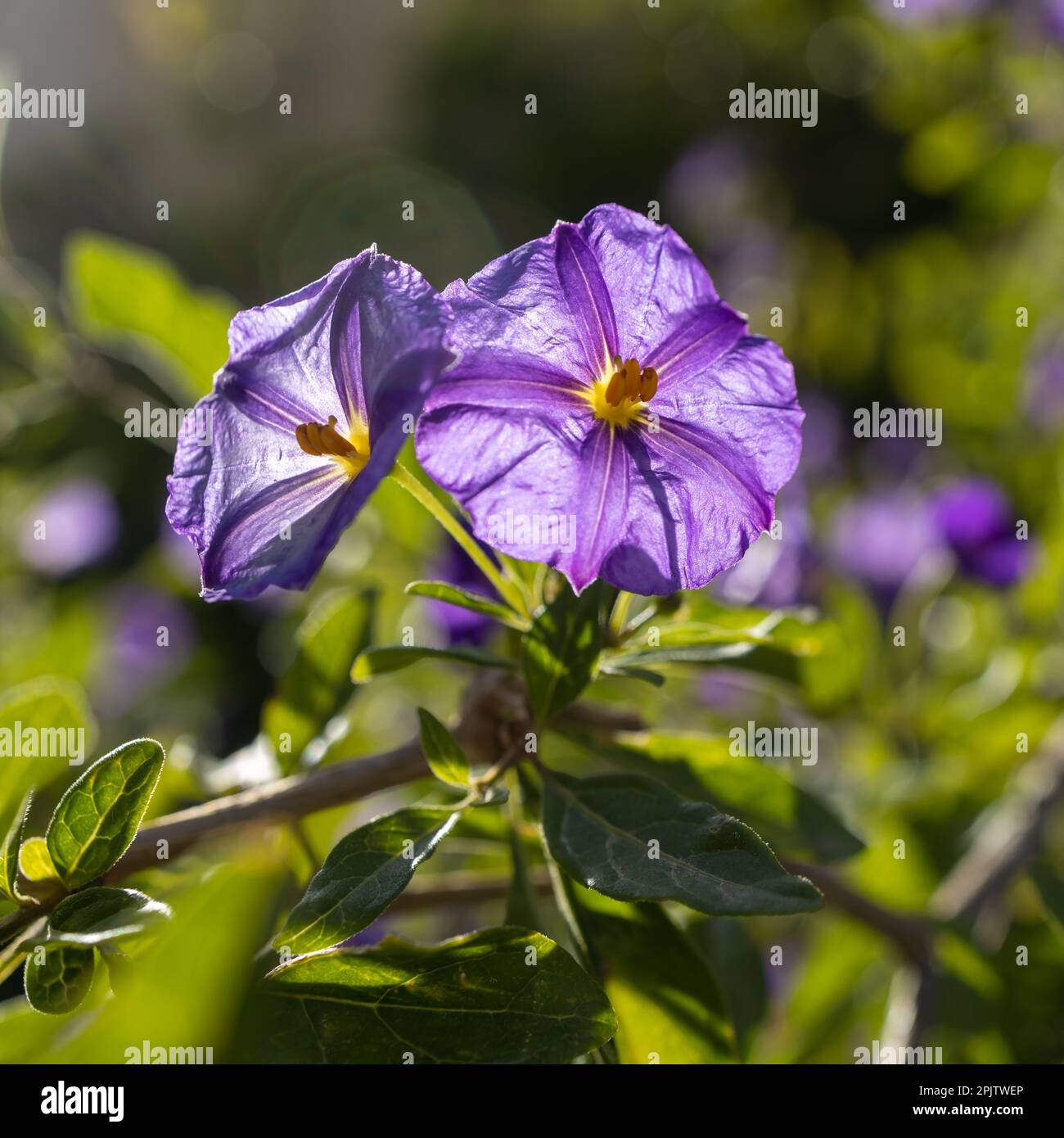 Solanum rantonnetii royal robe hi-res stock photography and images - Alamy