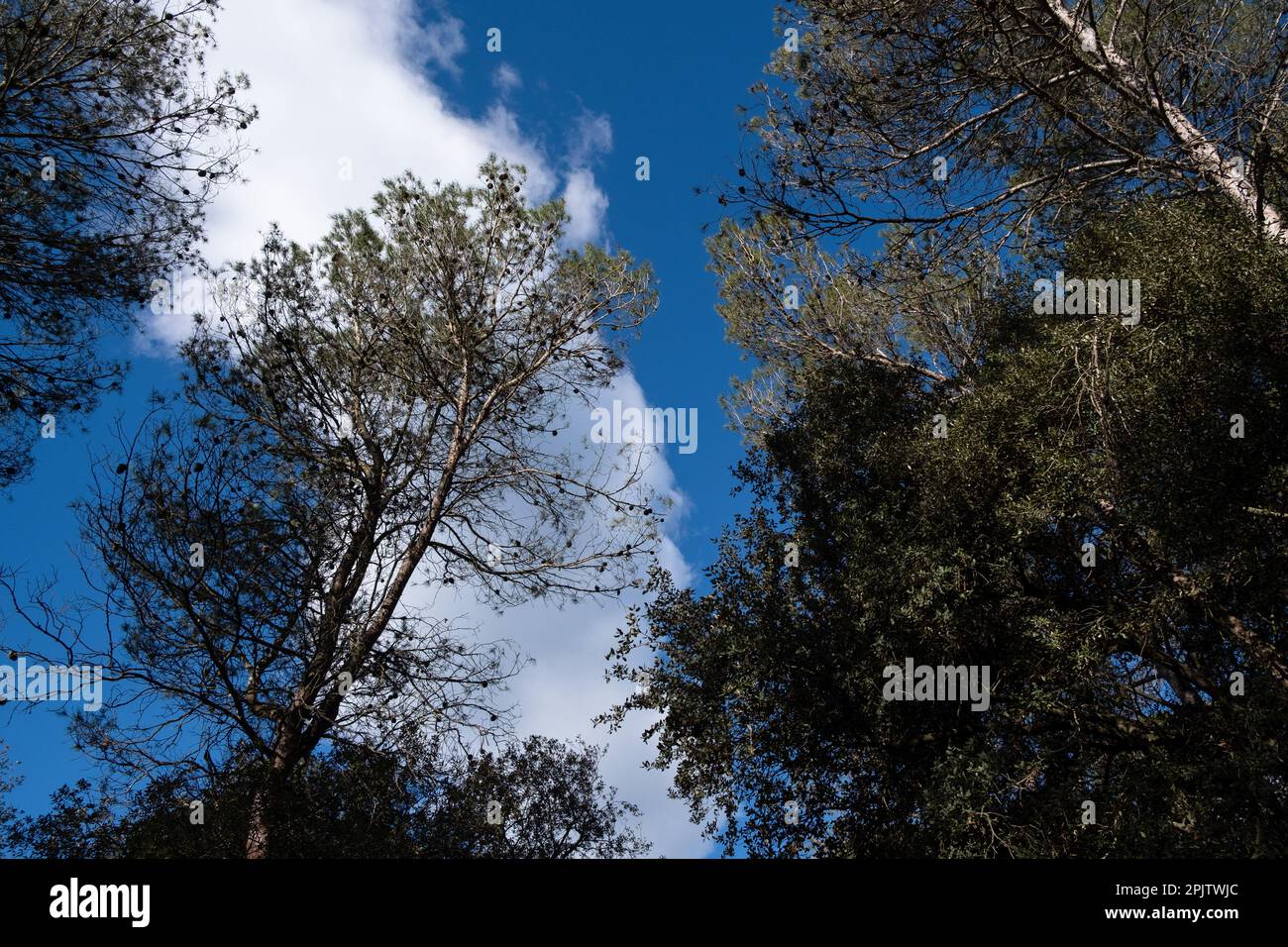 A forest area is seen on a forest track. Catalonia (Spain) will face a ...