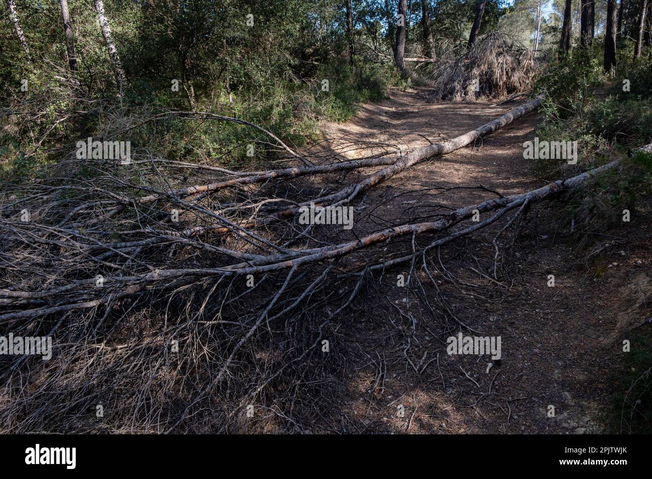 Dry branches and logs blown down by the wind are seen in the middle of ...