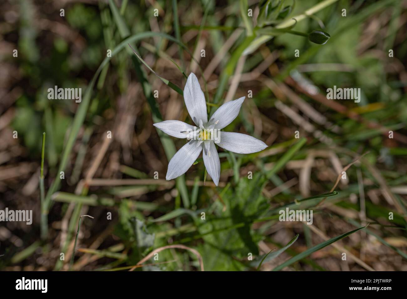 Spring white flower, Star of Bethlehem flower Stock Photo - Alamy