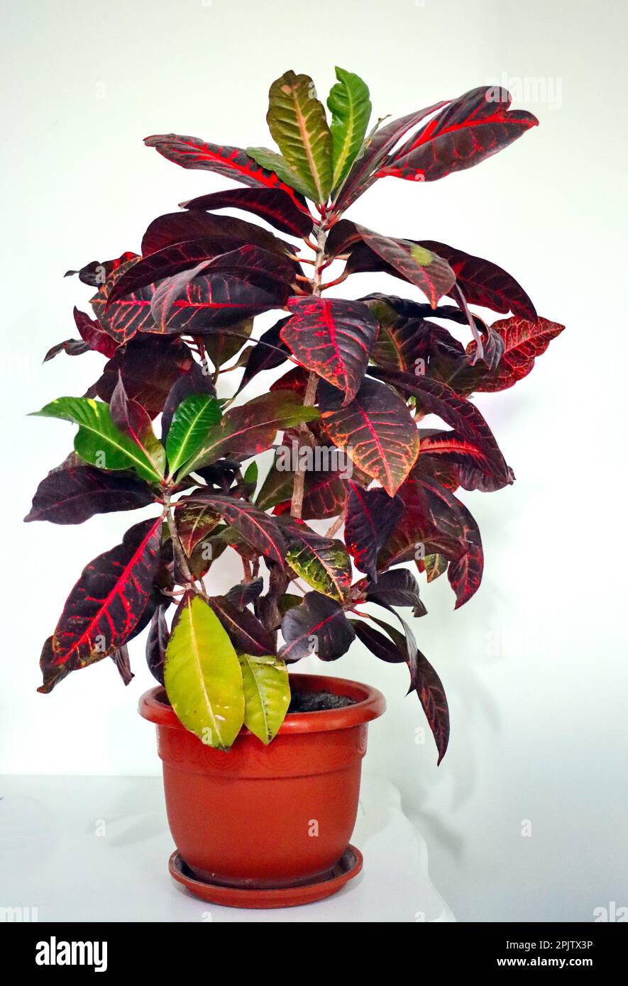 Codiaeum variegatum - Home decorative plant with colored leaves Stock ...