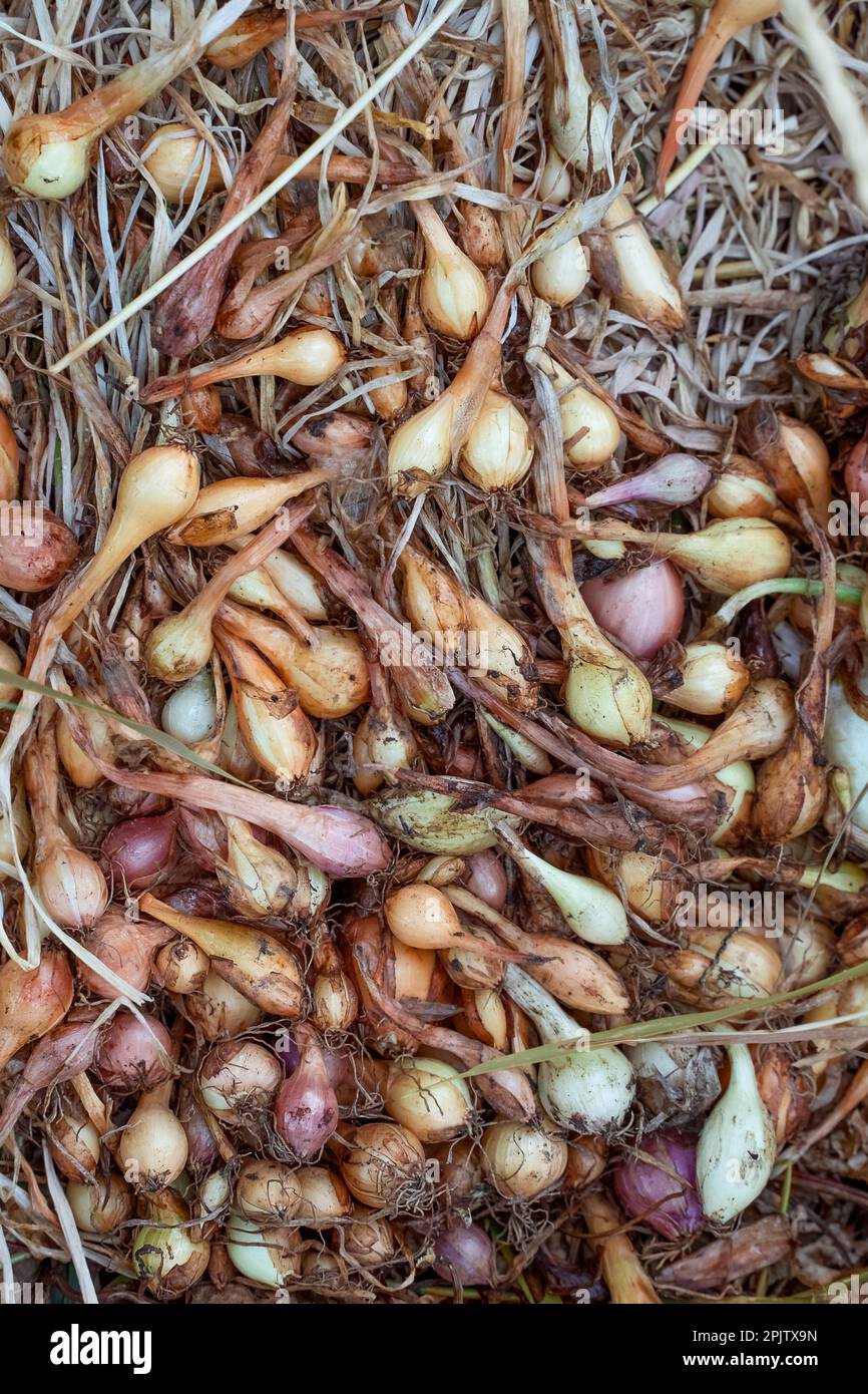 Freshly dug onions. Fresh onions on the ground. Vegetable background ...