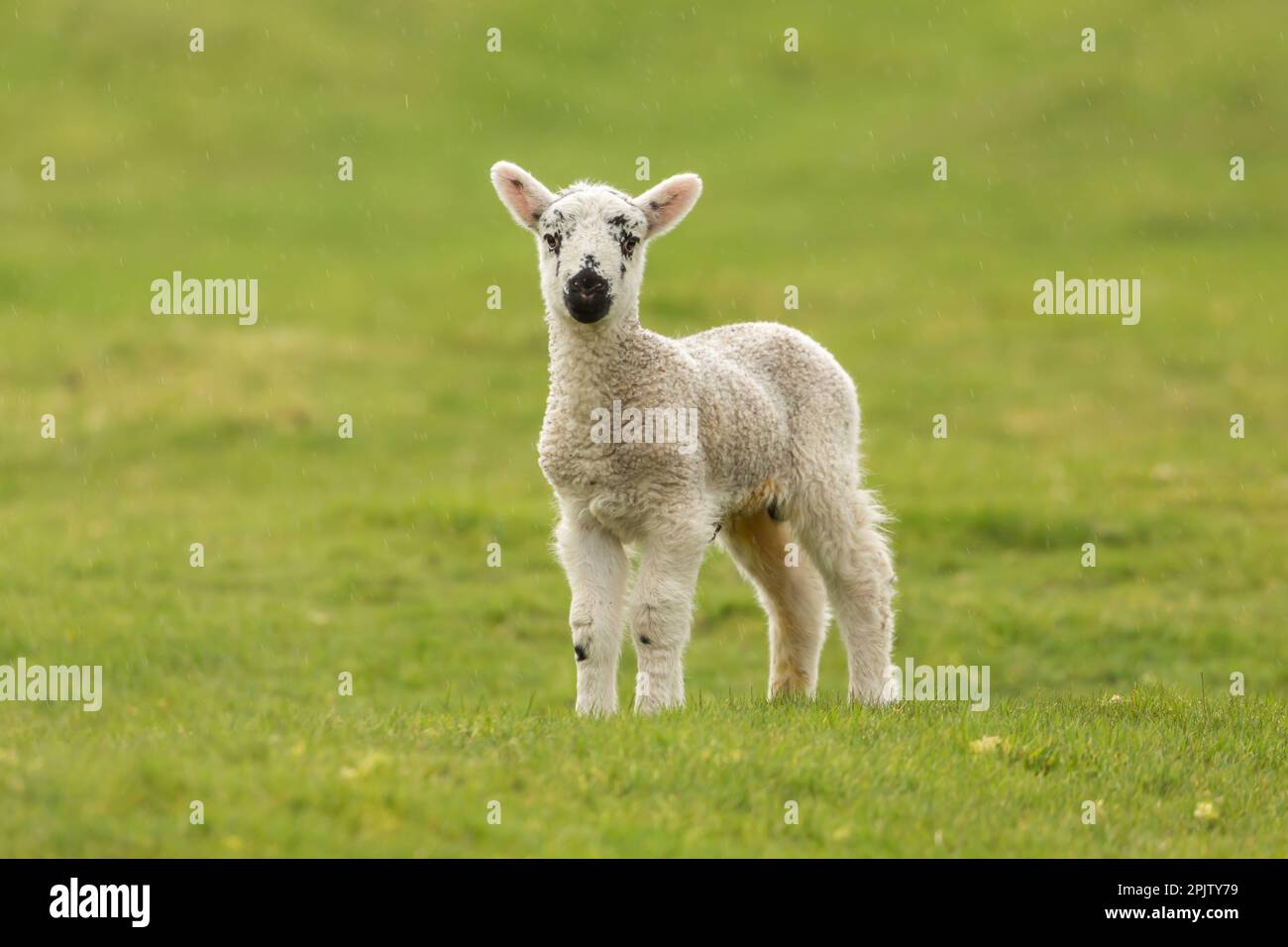 Close up of a newborn lamb in Springtime, stood in lush green field and ...