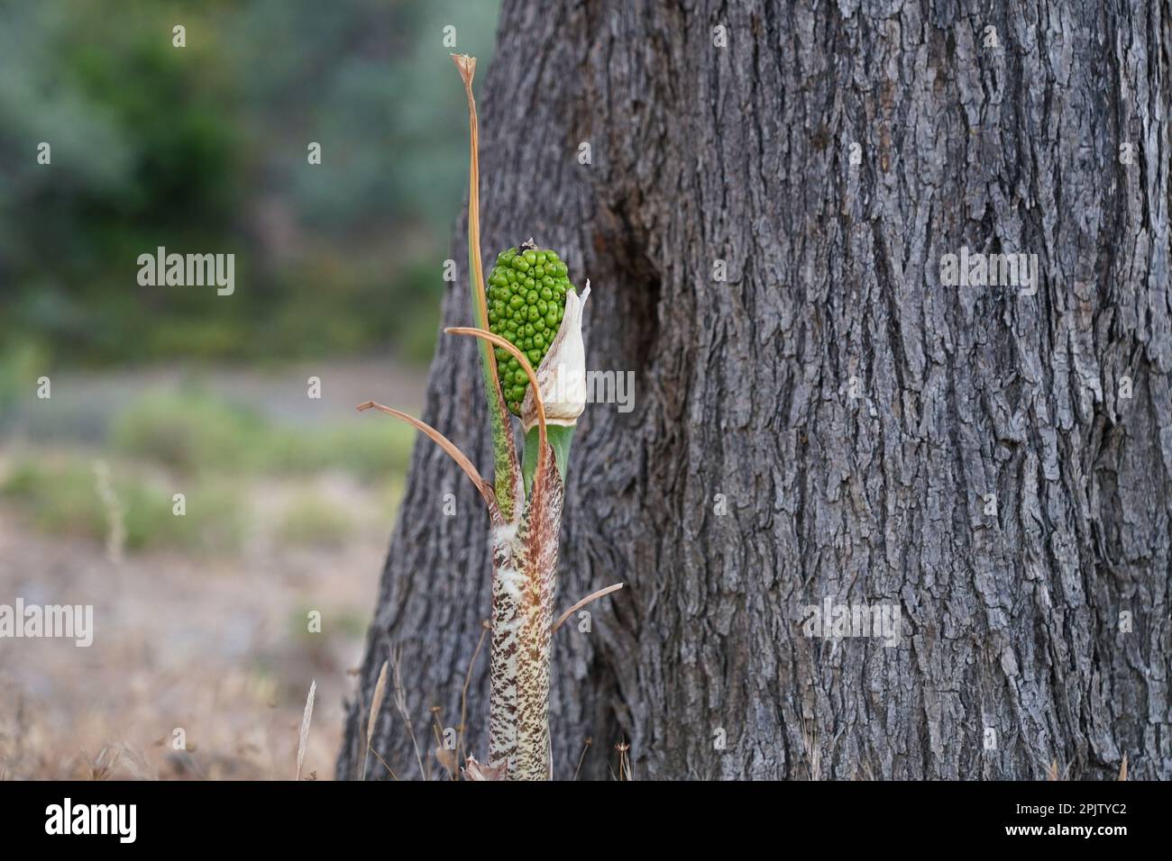 withered stinking flower Dracunculus vulgaris seeds green on the greek ...