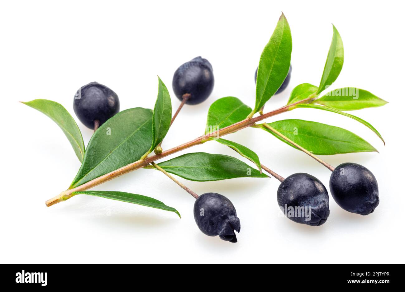 Myrtle branch with leaves and berries isolated on white background ...