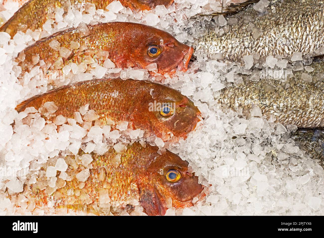 fresh fish red perch covered with ice on the counter of the store Stock ...