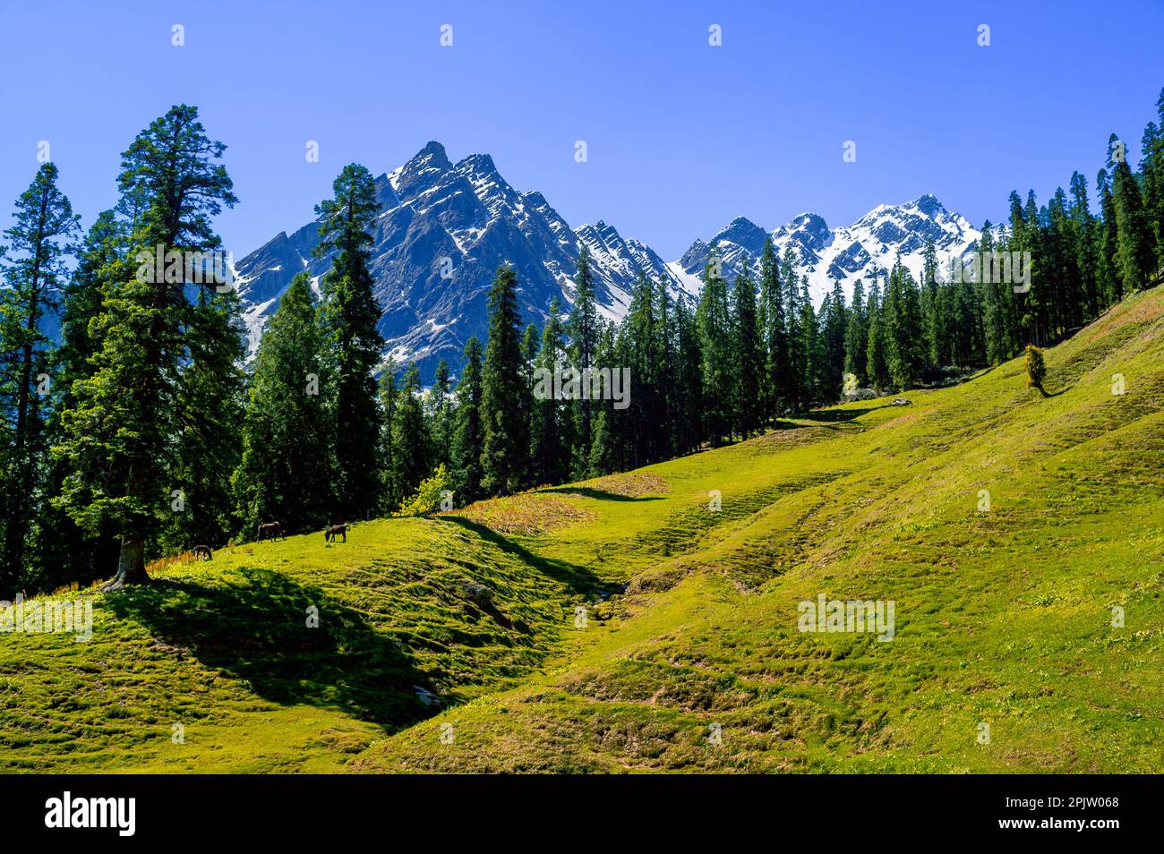 The alpine meadow in the mountains. This is the scenic view of ...