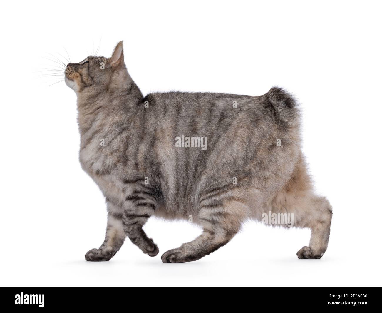 Sweet adult silver tortie Kurilian Bobtail cat, walking side ways ...