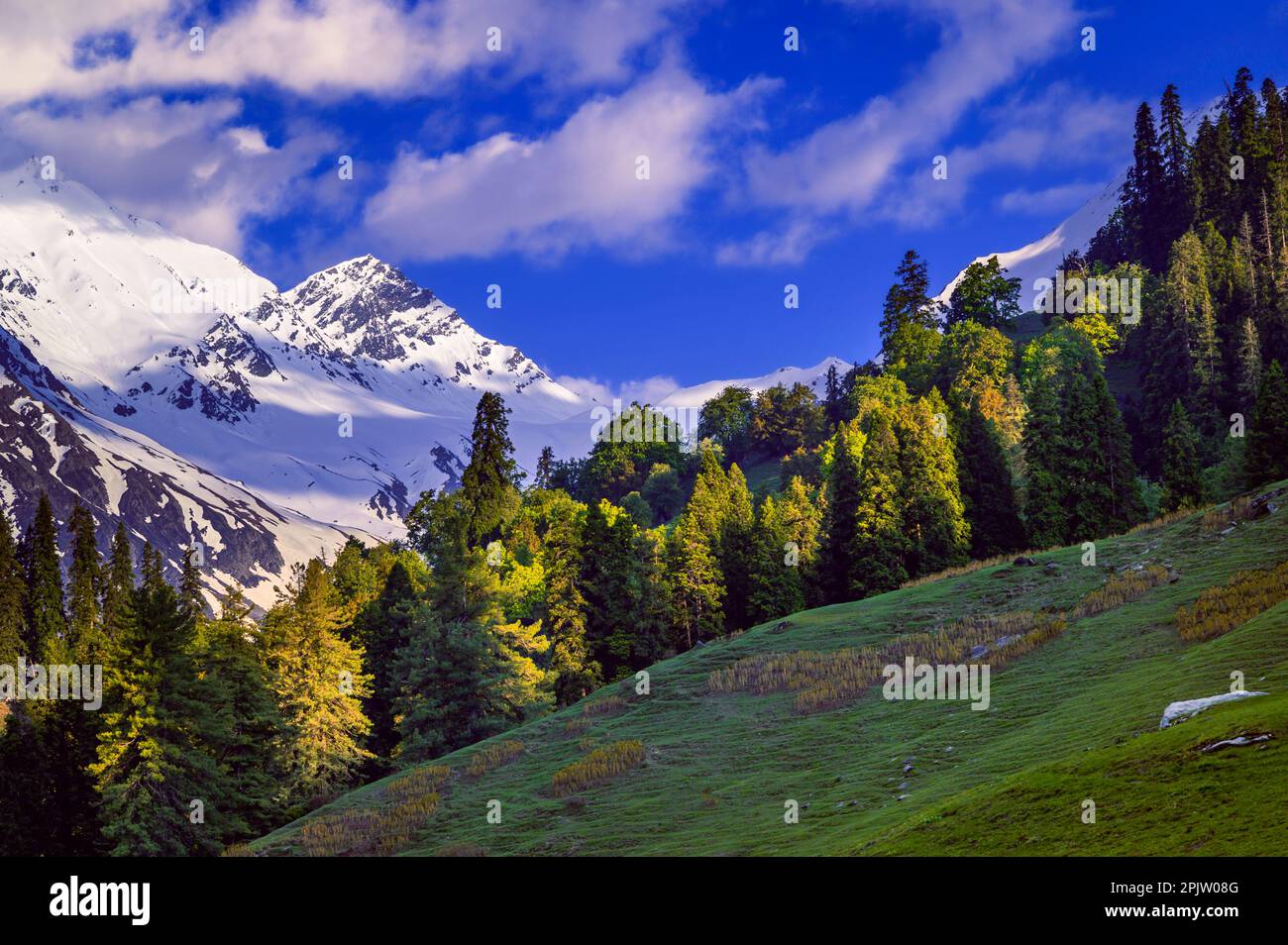 The alpine meadow in the mountains. This is the scenic view of ...