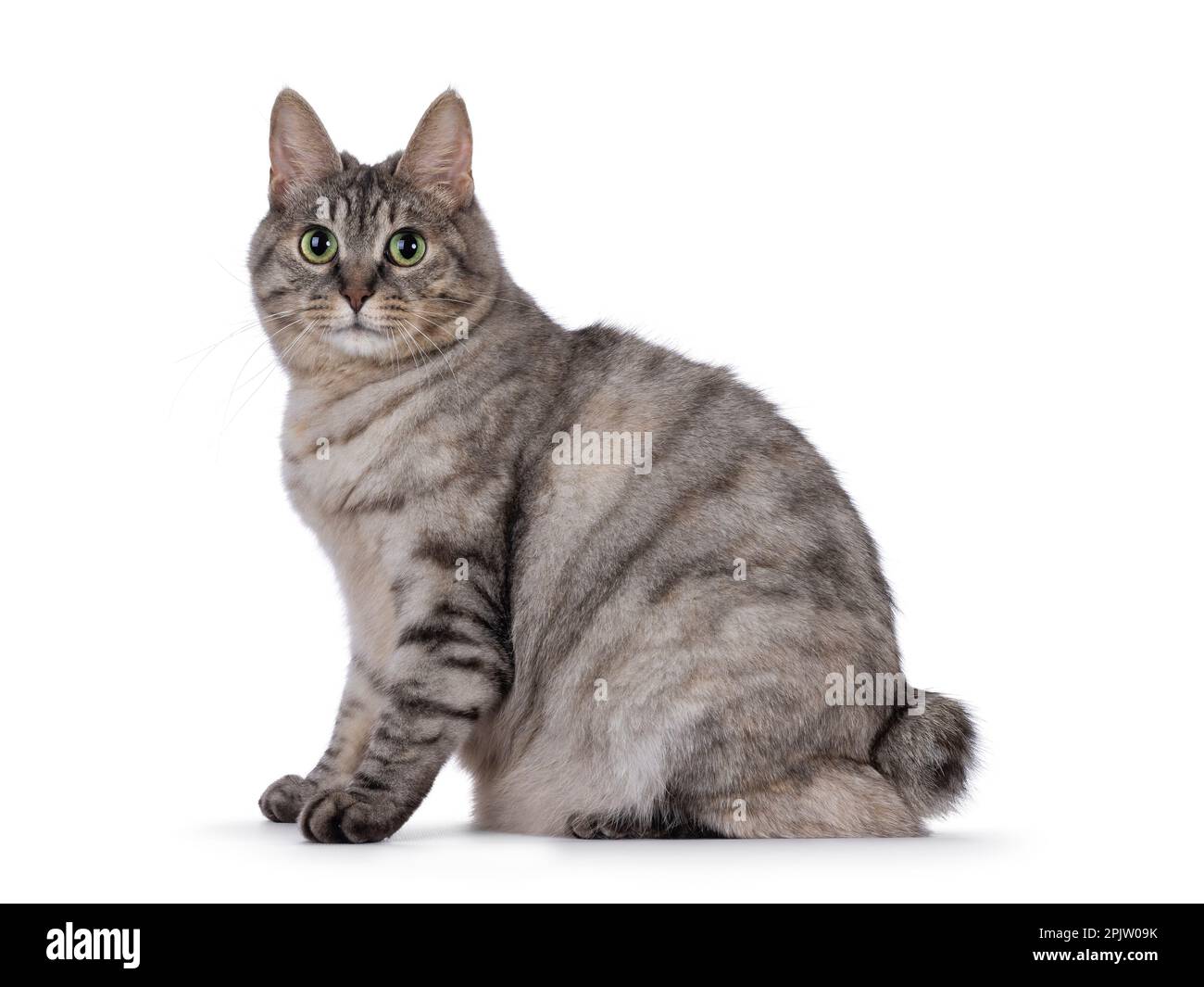Kurilian Bobtail Cat