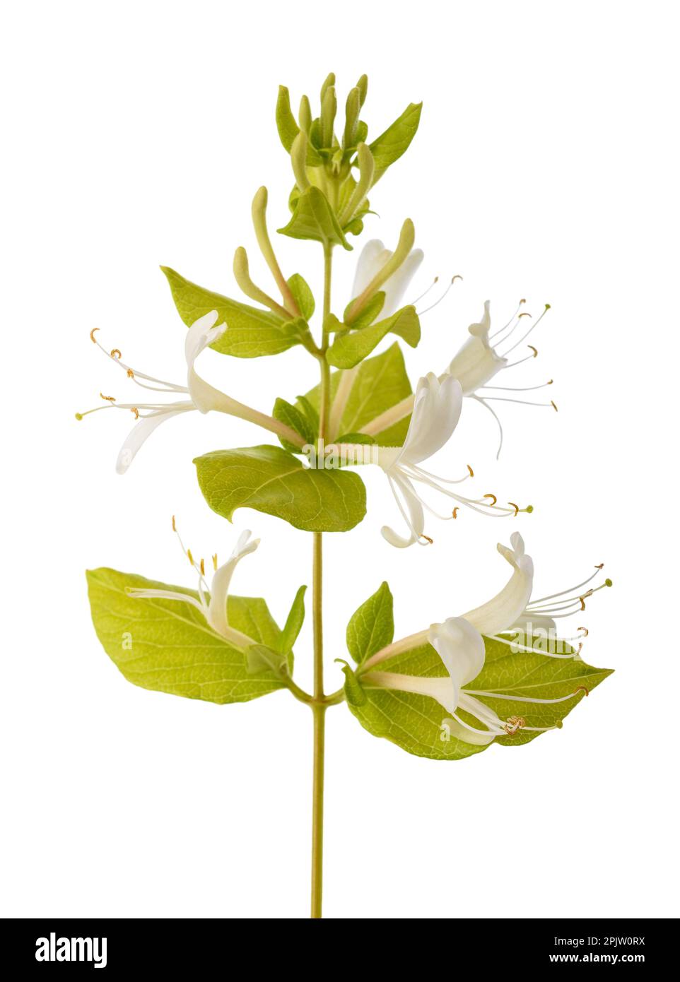 Honeysuckle flower isolated on white background Stock Photo - Alamy