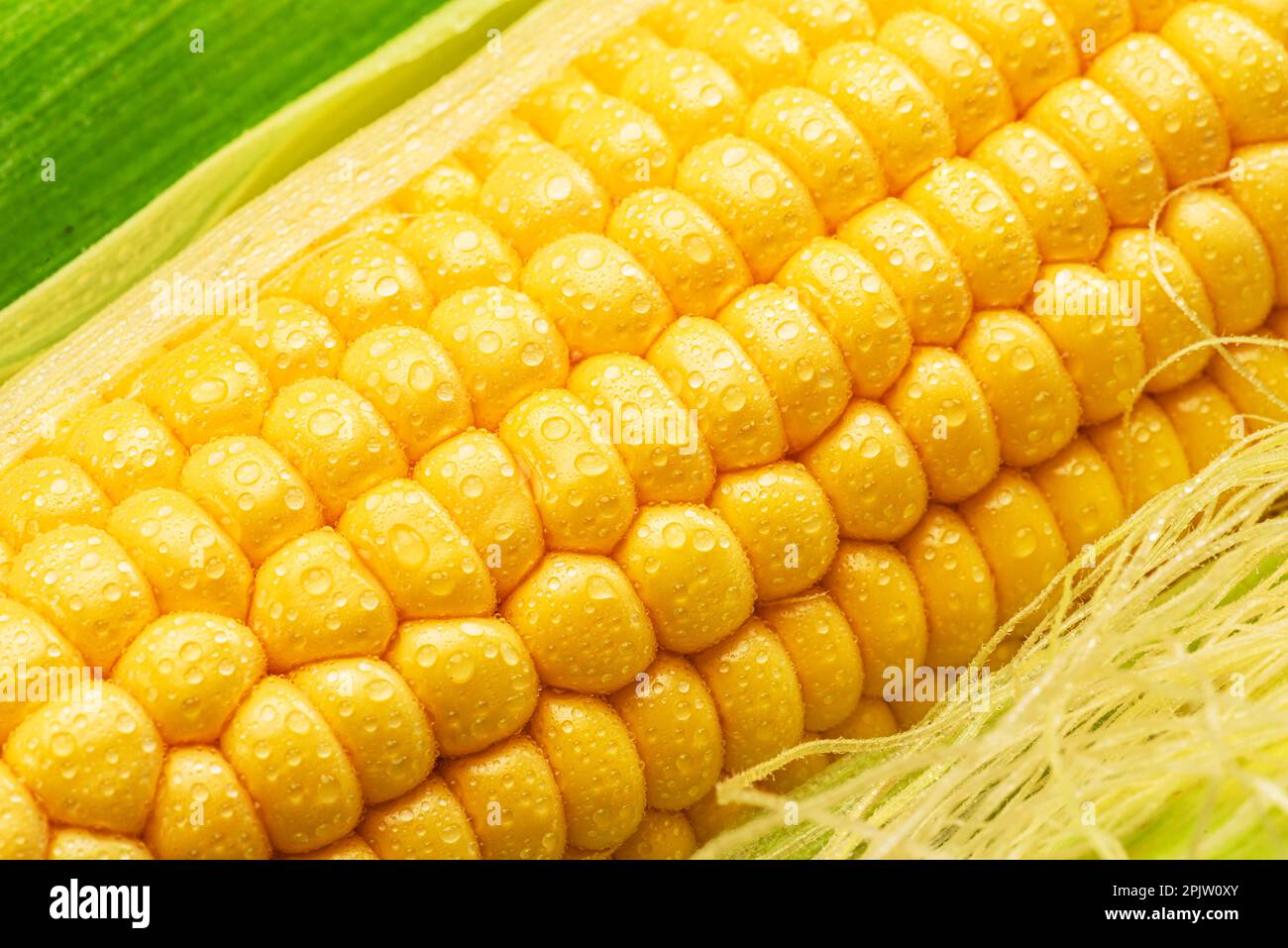 Maize seeds in corn cob covered with small water drops. Macro shot ...