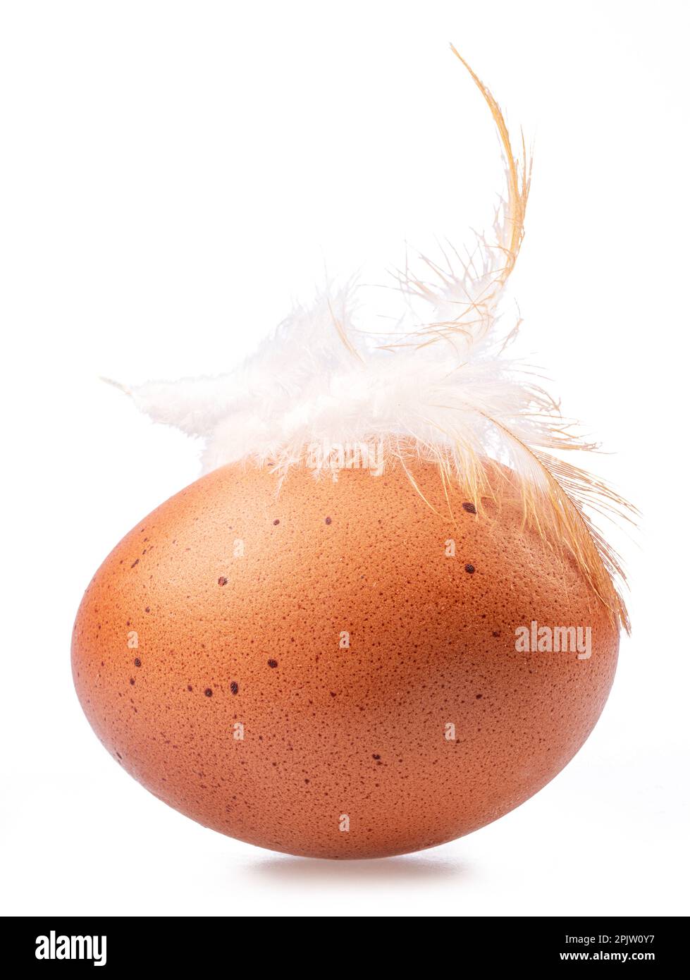 Brown chicken egg and chicken feather on its top isolated on white ...