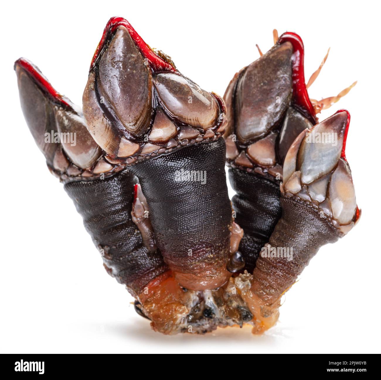 Goose Barnacle Anatomy