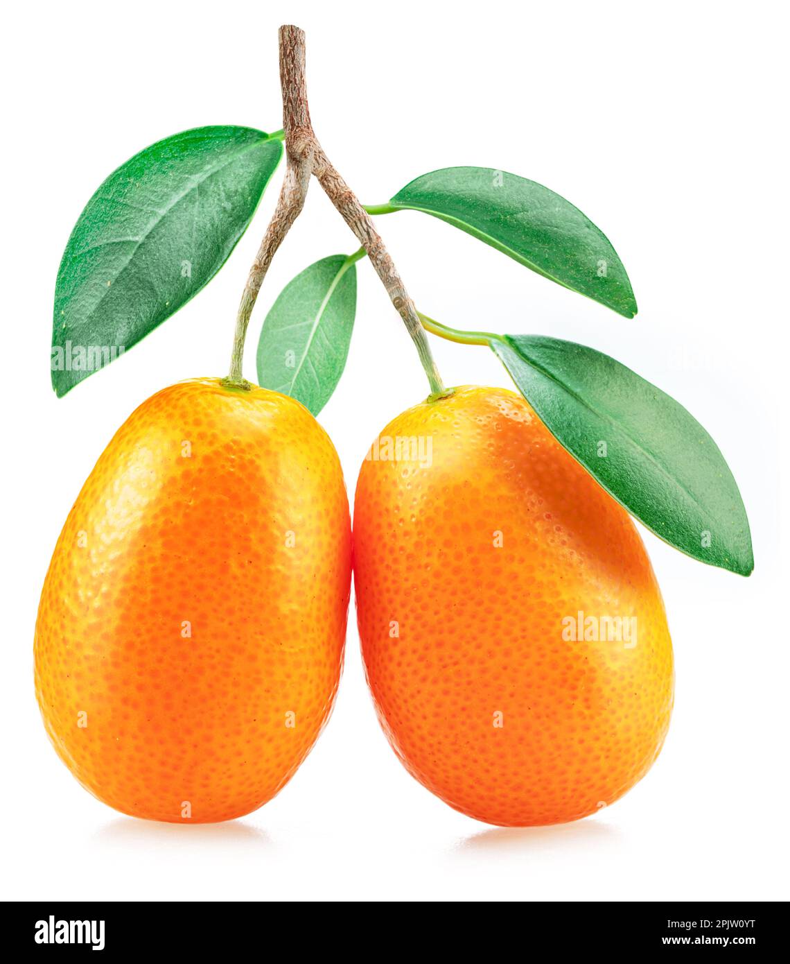 Kumquat fruits on branch with leaves isolated on white background Stock ...