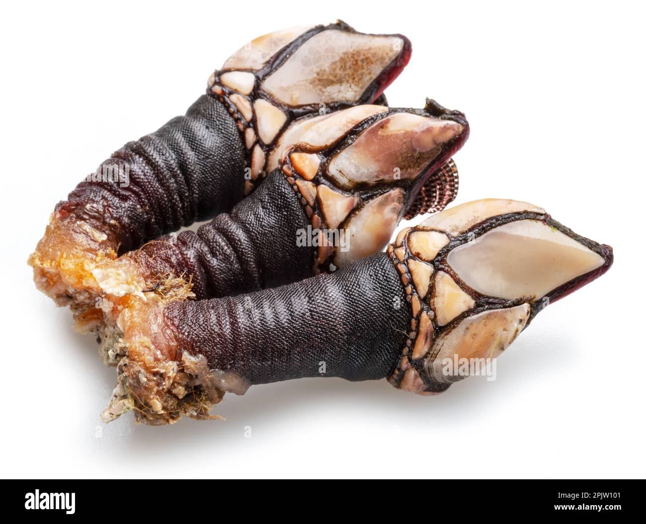 Raw goose barnacles close up isolated on white background Stock Photo ...