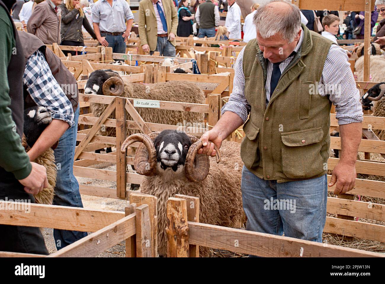 Sheep with magnificent horns, being held by the owner during judging at ...