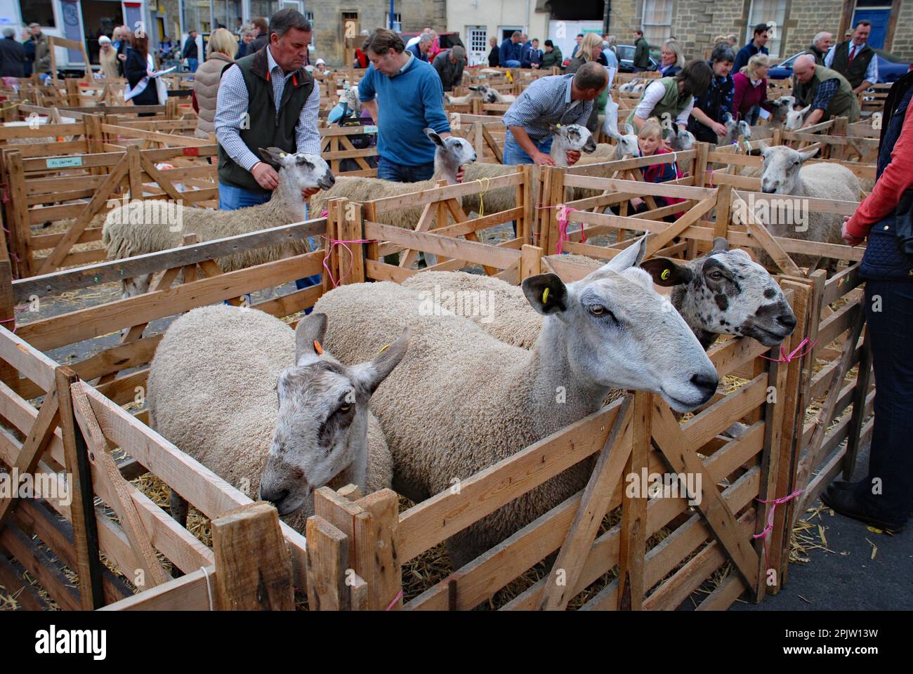 Sheep in pens before showing and judging.......Masham Sheep fair ...