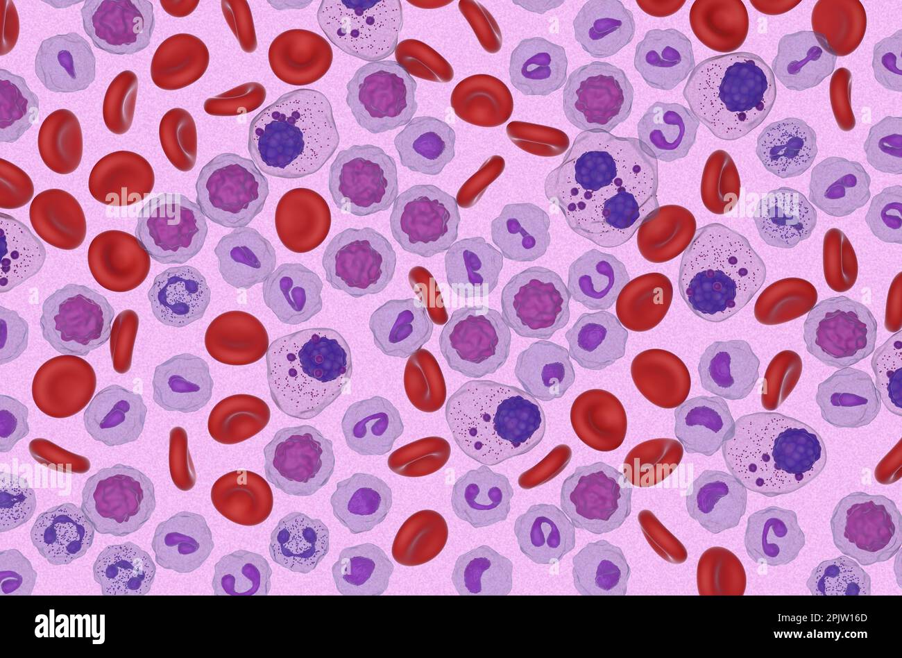 Multiple myeloma (MM) cells in the blood flow - microscopic view 3d illustration Stock Photo - Alamy