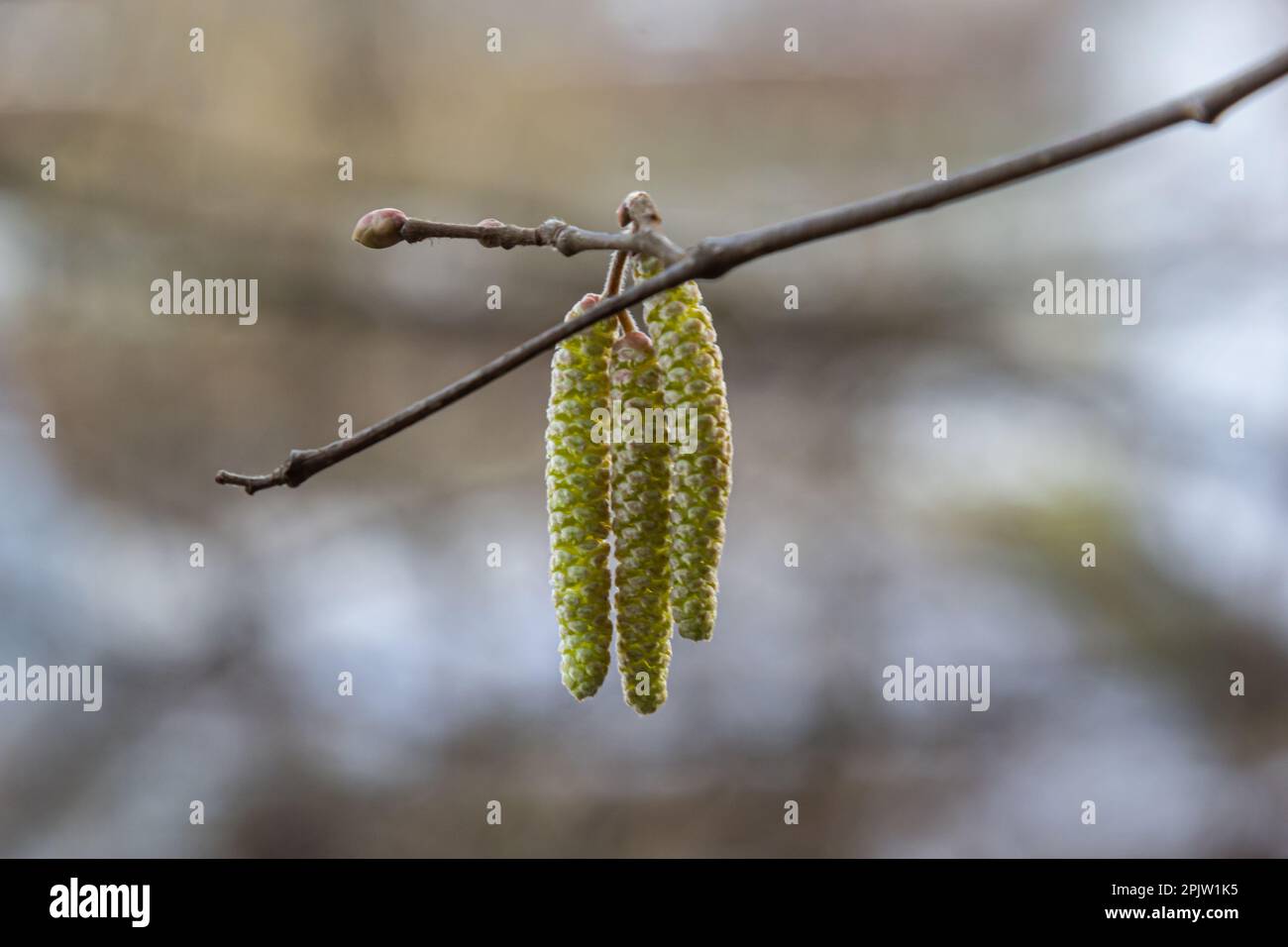 Hazelnut twig hi-res stock photography and images - Alamy