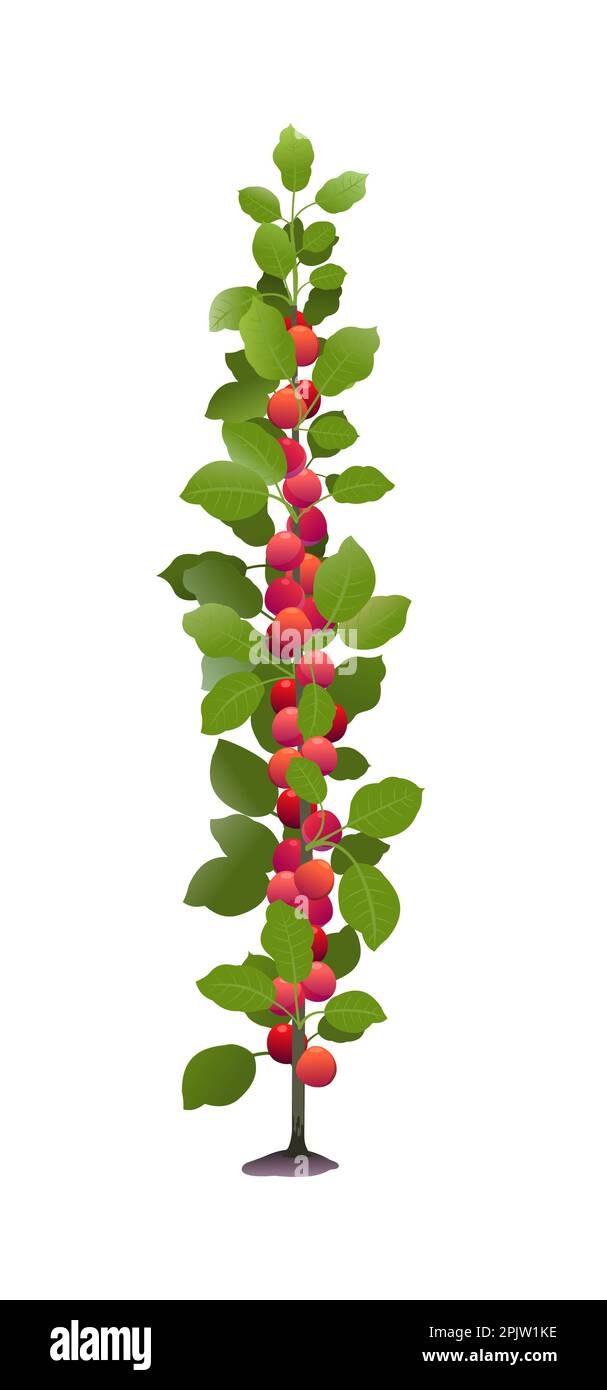 Young cherry plum seedling tree with ripe fruits. Garden plant with ...