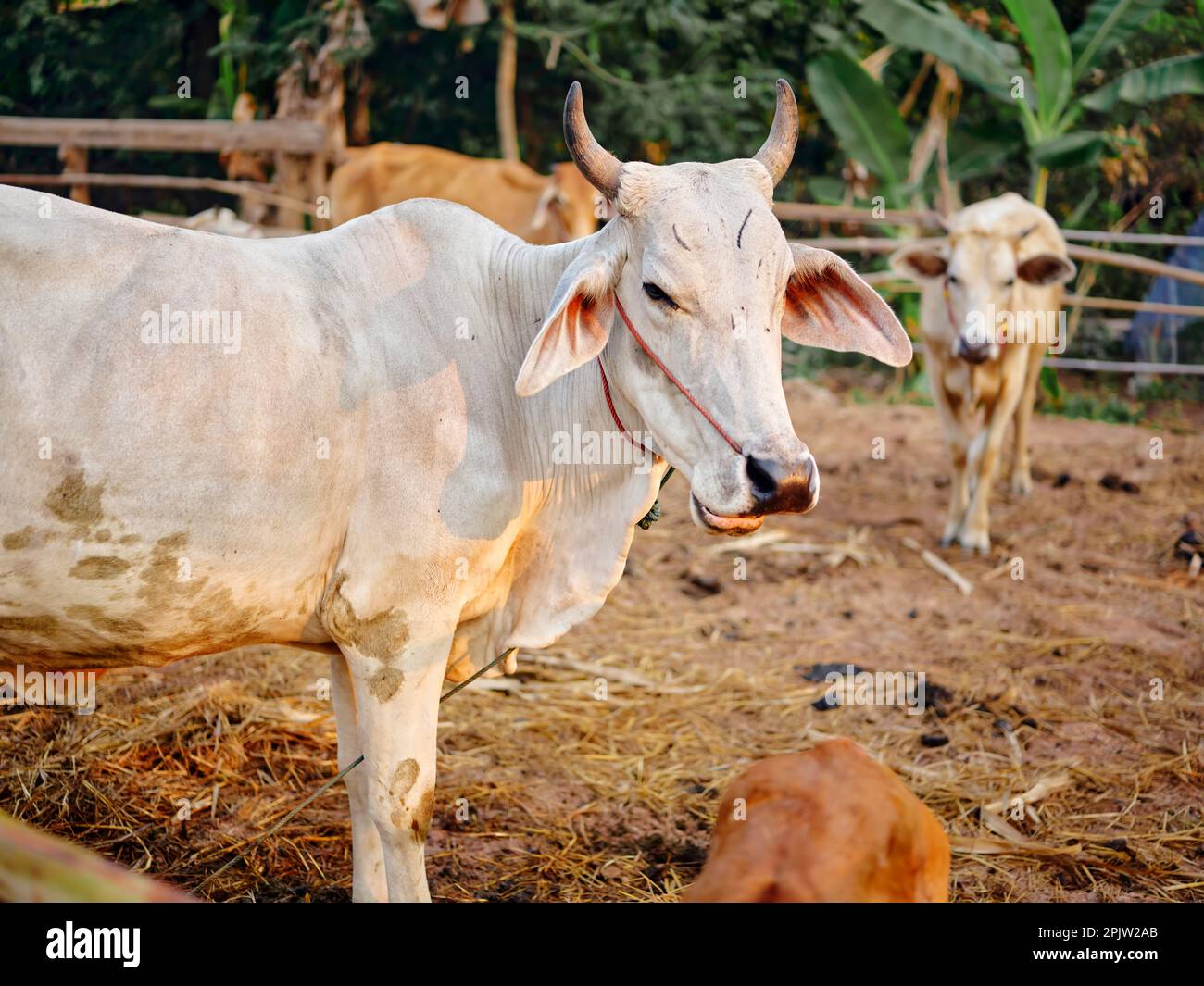 Cows farm in Thailand, southeast Asia Stock Photo - Alamy