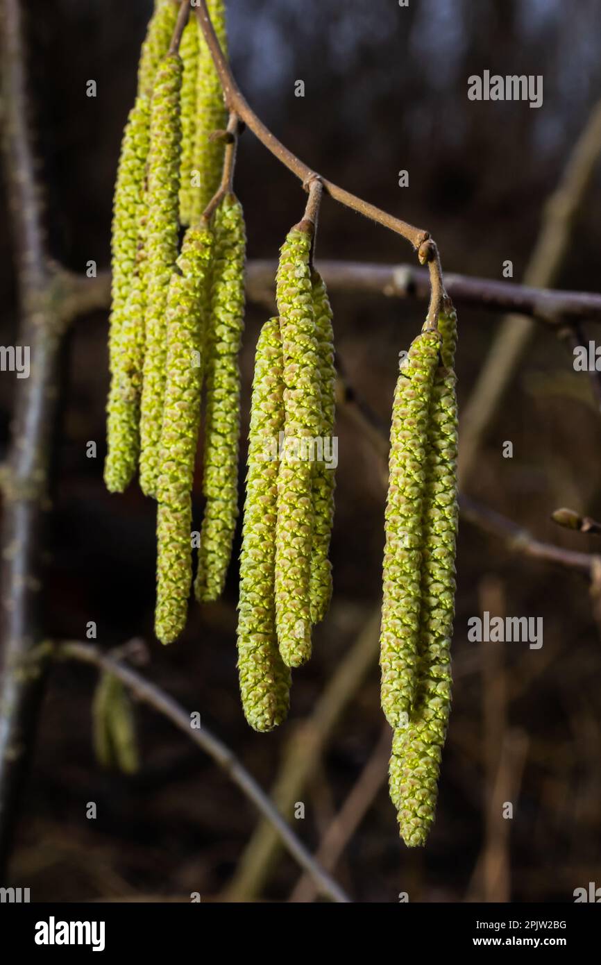 Common hazel Corylus avellana, in the spring blooms in the forest Stock ...