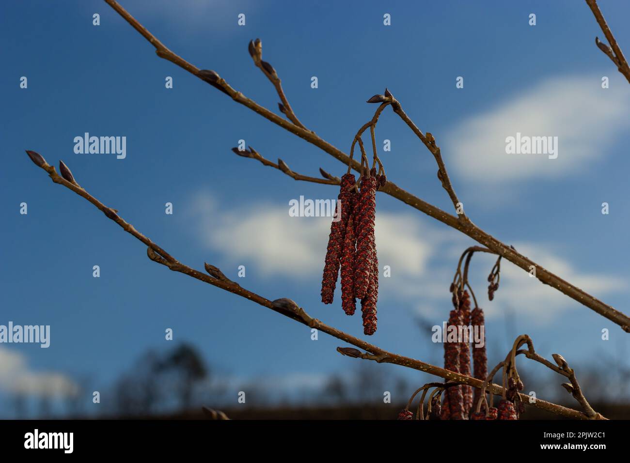 Small branch of black alder Alnus glutinosa with male catkins and ...